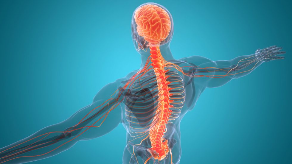 How Upper Cervical Chiropractic Affects Your Nervous System ...